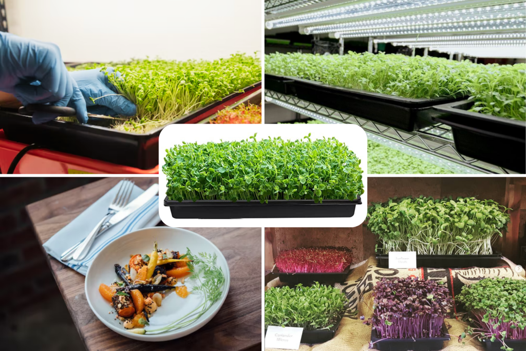 1020 Trays Without Drain Holes Microgreen Growing Tray – BeGrit